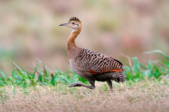 Especies – torcaza.org