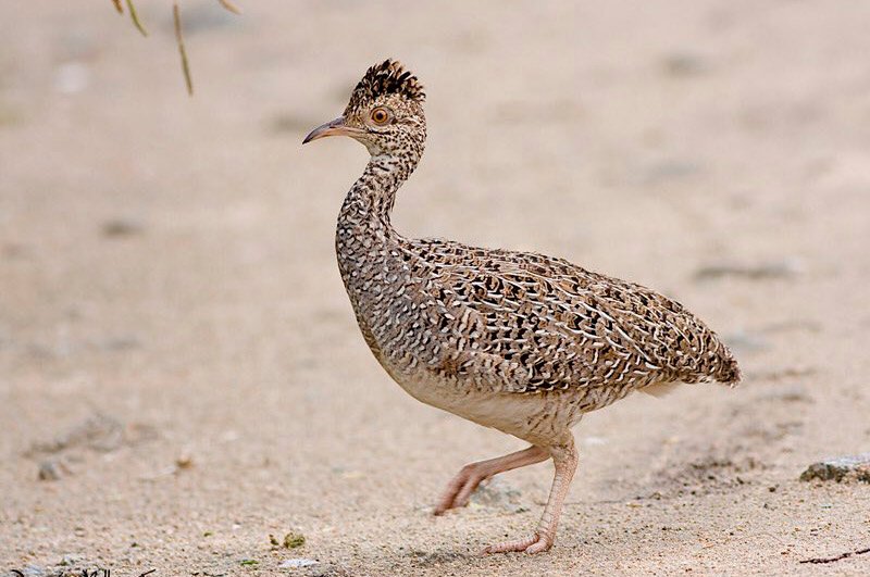 Especies – torcaza.org